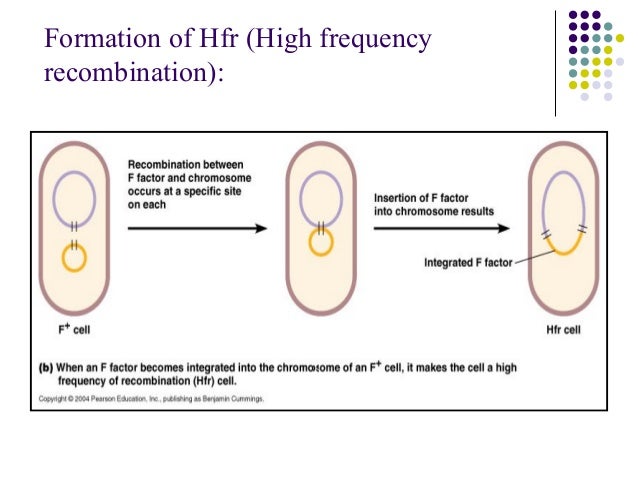 ppt of Bacterial genetic system