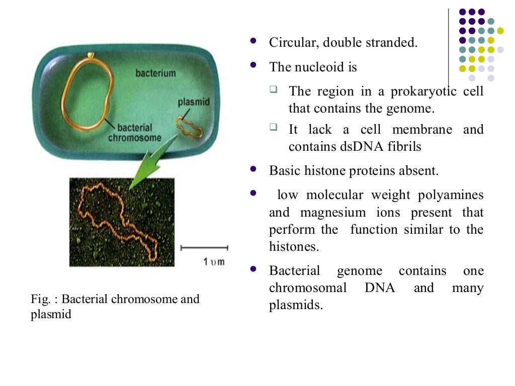 ppt of Bacterial genetic system