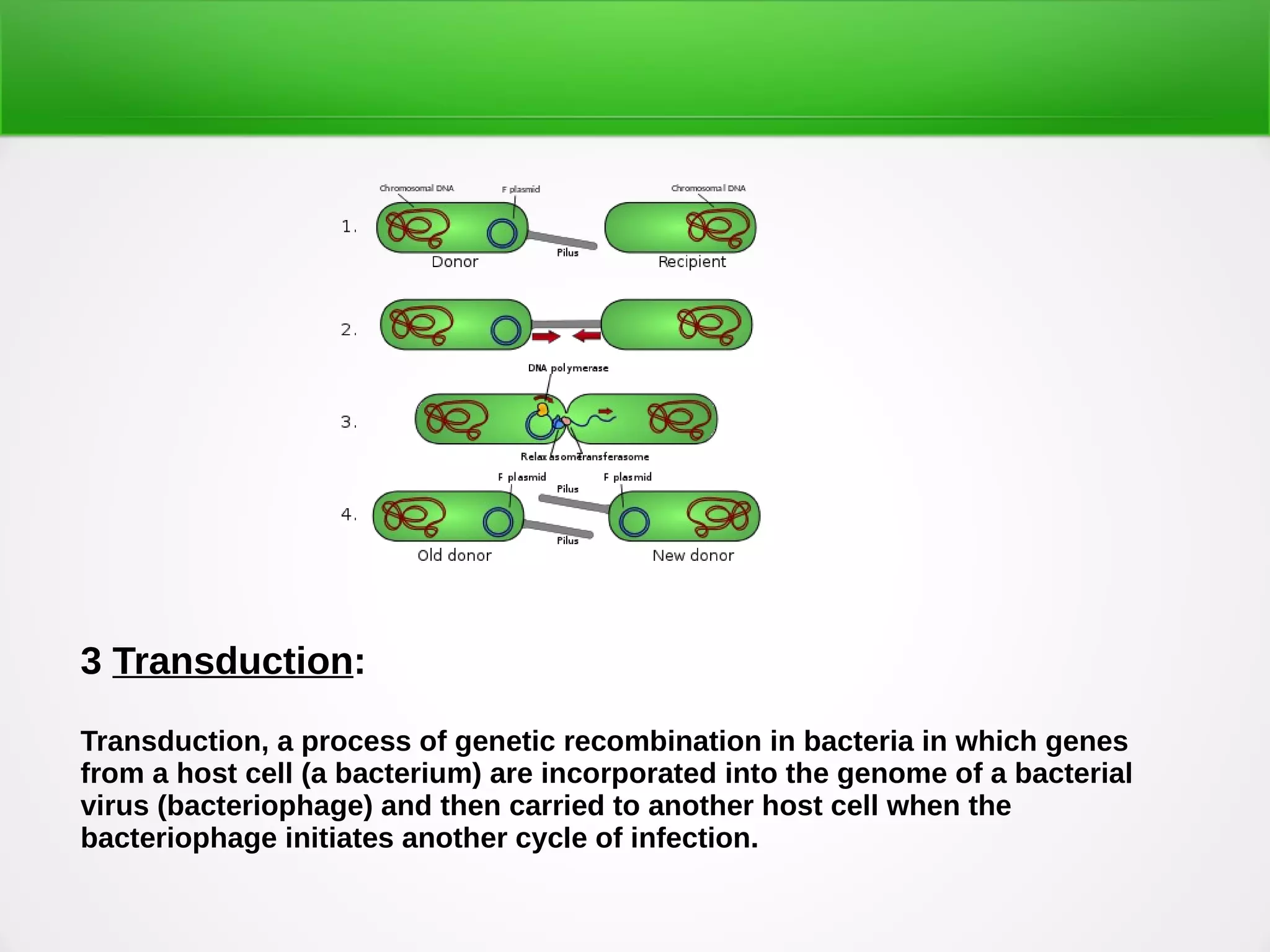 Bacterial gene transfer | PDF