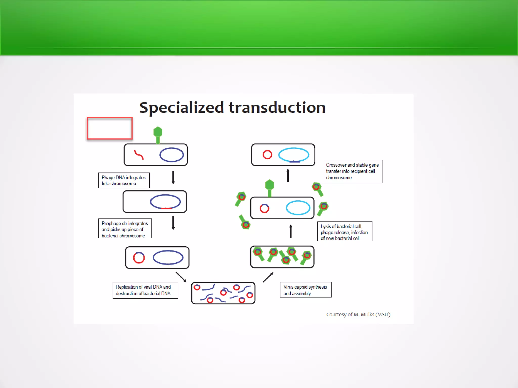 Bacterial gene transfer | PDF