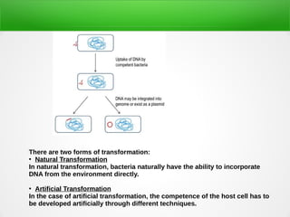 Bacterial gene transfer | PDF