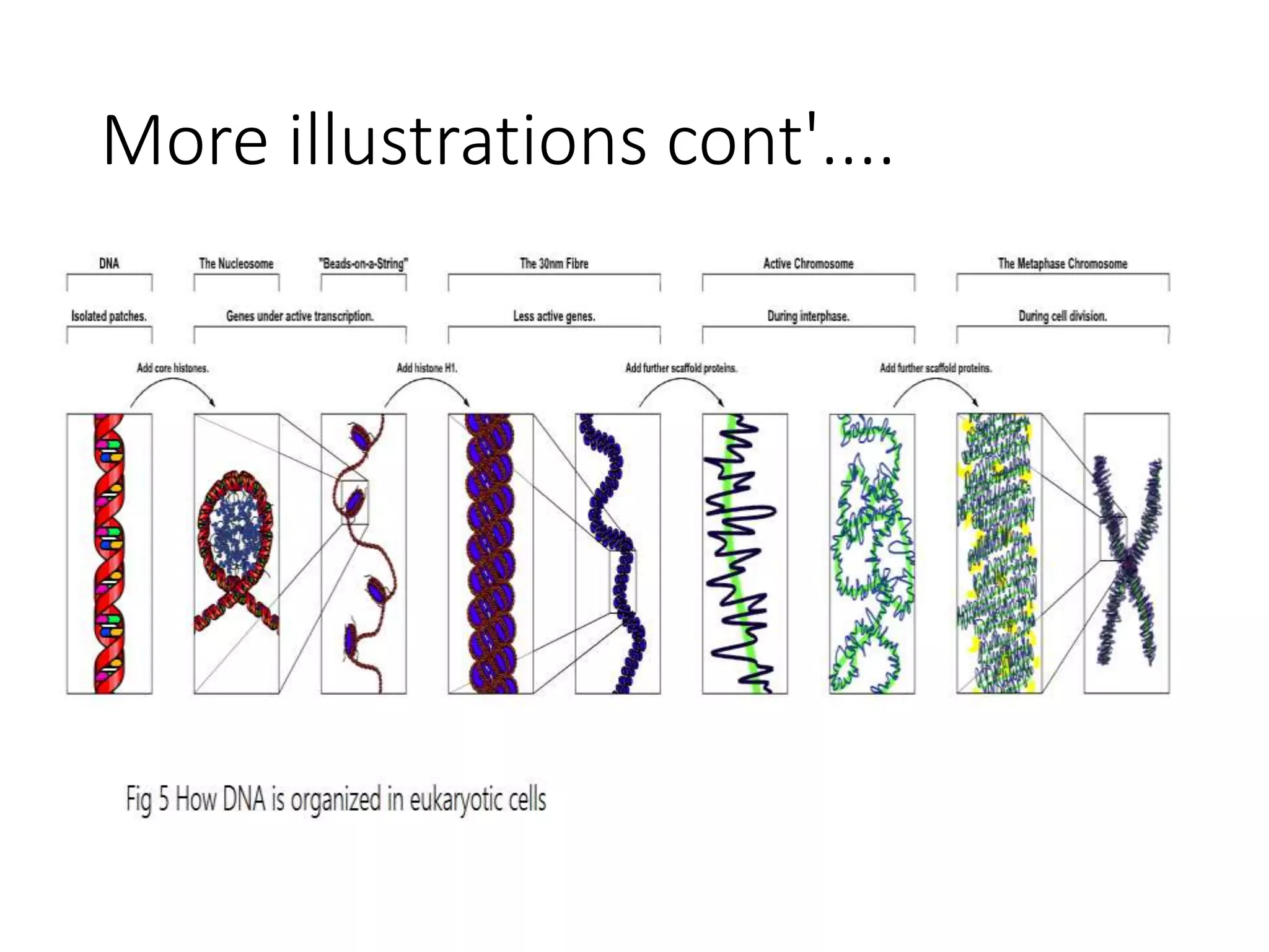 Bacterial genomic organization | PPTX
