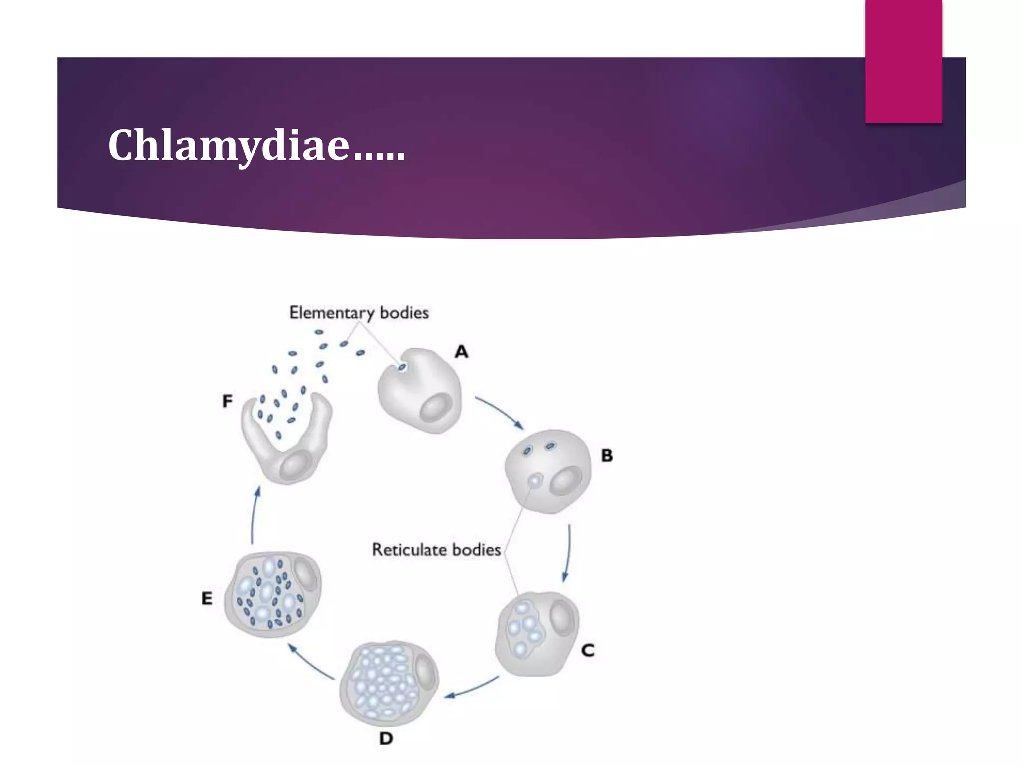 Bacterial Groups.pptx