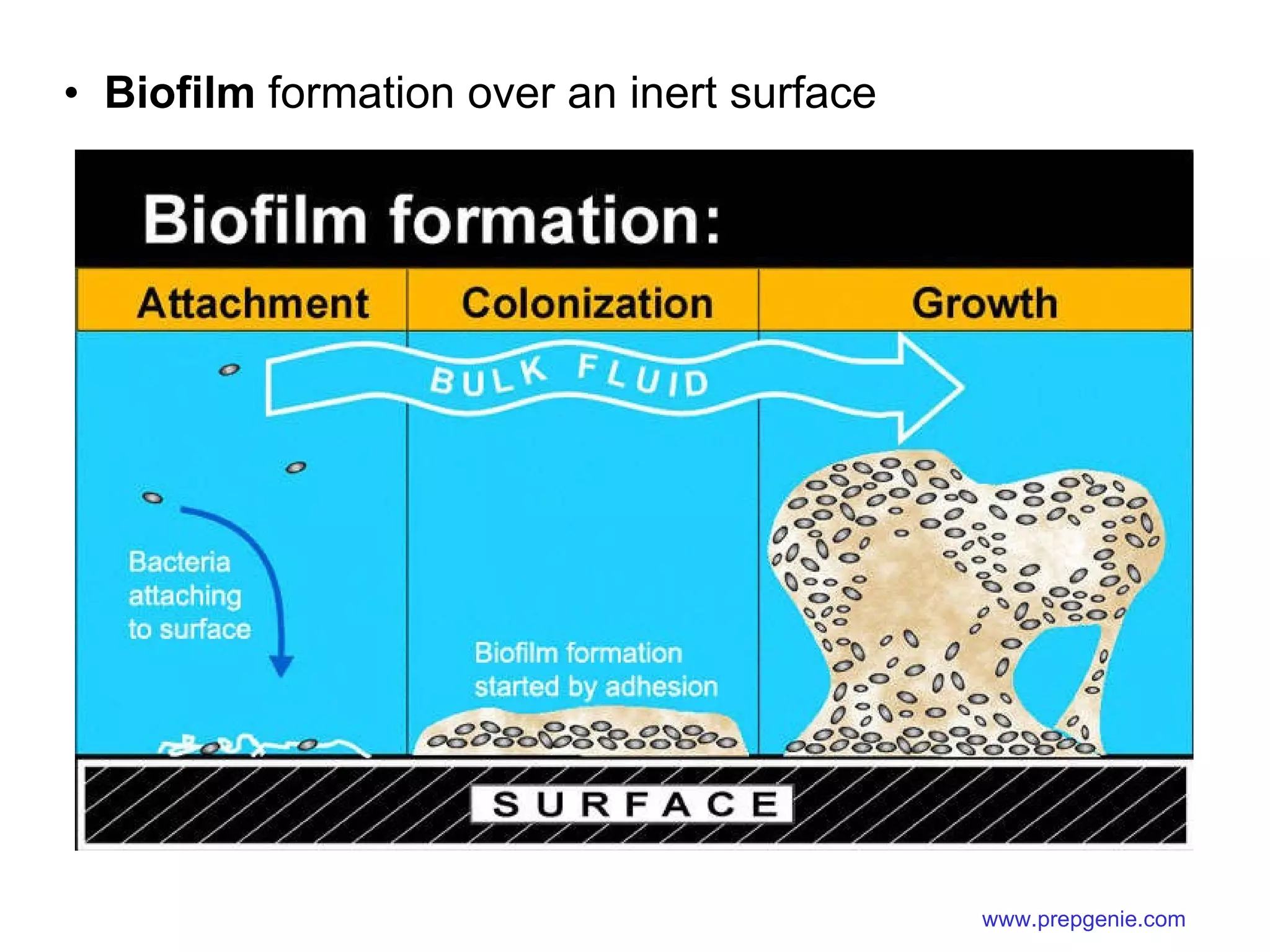 Bacterial Growth Cycle | PPT