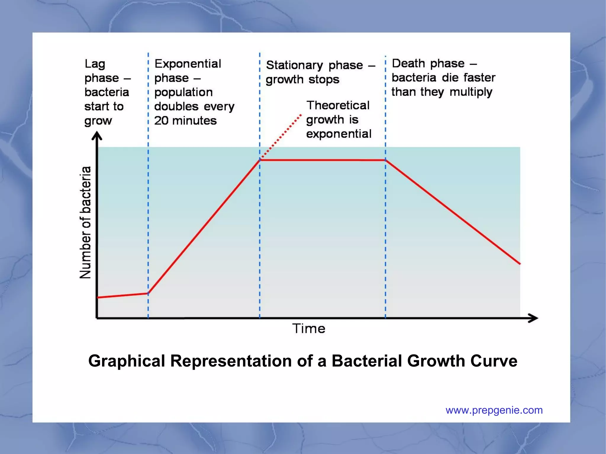 Bacterial Growth Cycle | PPT