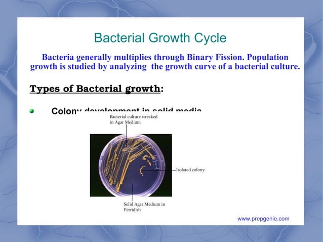 Bacterial Growth Cycle | PPT