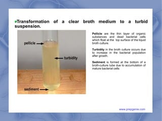 Bacterial Growth Cycle | PPT