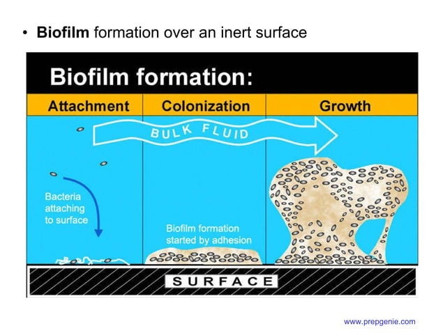 Bacterial Growth Cycle | PPT