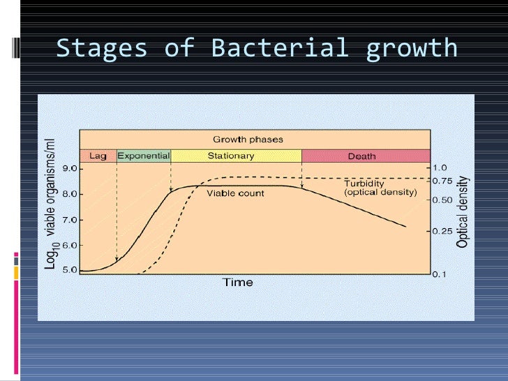 Bacterial Growth