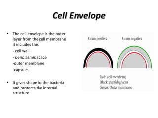 Bacterial growth | PPT