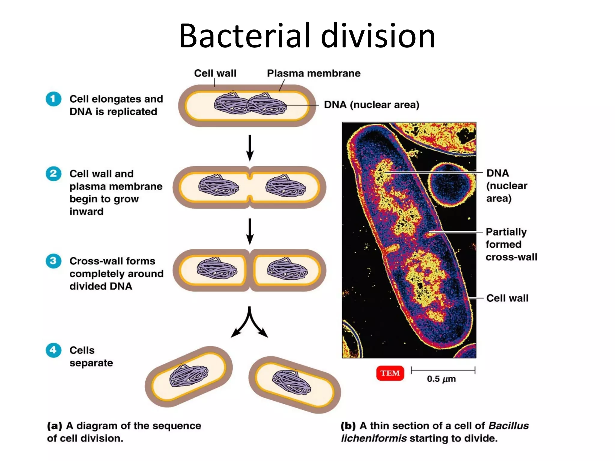 Bacterial growth | PPT