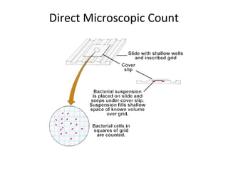 Bacterial growth | PPT