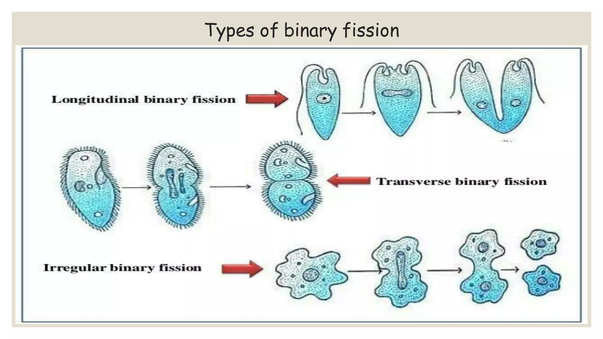 BACTERIAL GROWTH AND BINARY FISSION.pdf