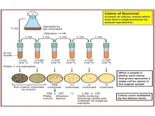 Bacterial growth.pptx