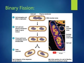 bacterial growth microbiology presentation | PPTX