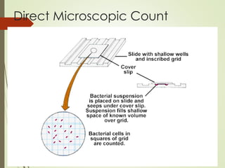 bacterial growth , bacterial growth curve , measurement.ppt