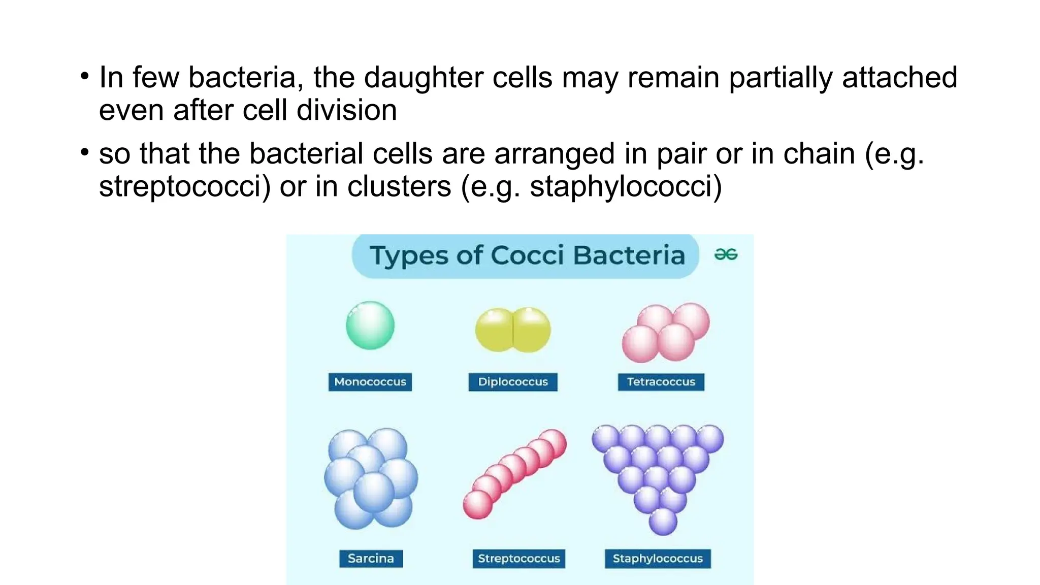 Bacterial Growth.pptx growth of bacteria | PPTX