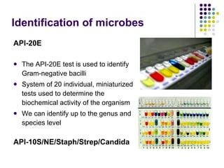 Bacterial Growth And Metabolism | PPT