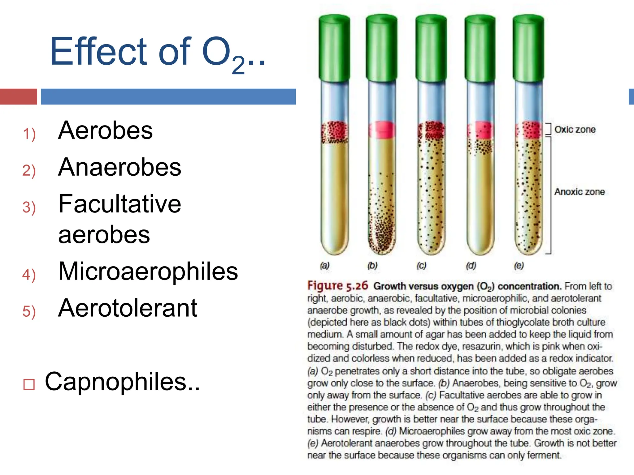 bacterial growth charactrstics.pptx Mbbs | PPTX