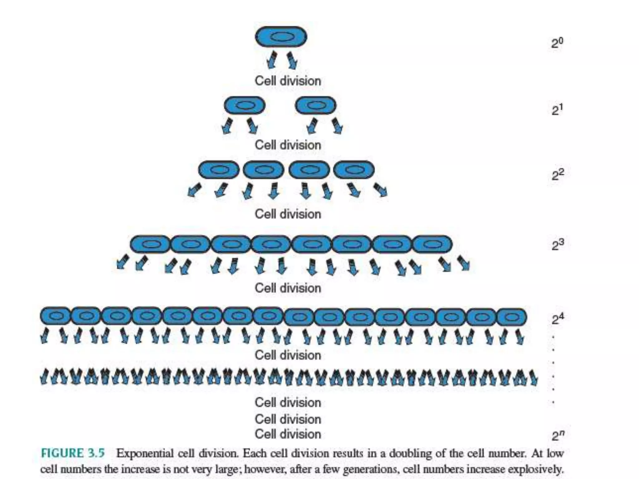 Bacterial growth curve monods equation | PPTX