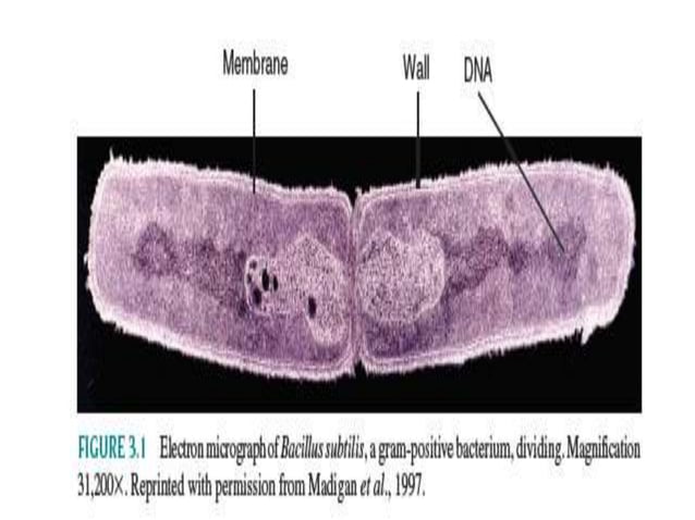 Bacterial growth curve monods equation | PPTX | Biological Sciences ...