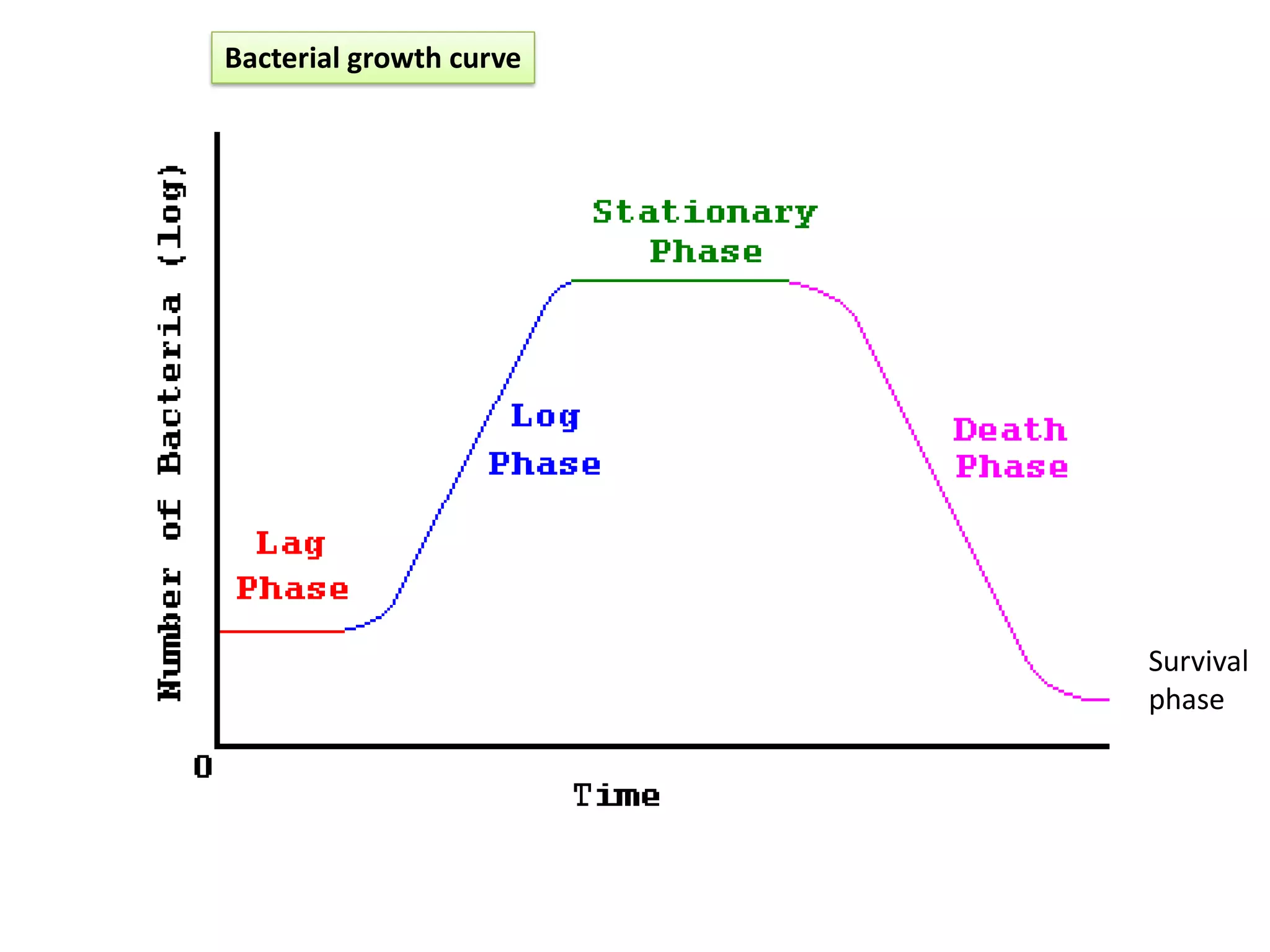 Bacterial growth curve | PDF