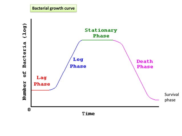 Bacterial growth curve | PDF
