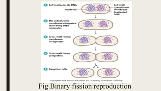 Bacterial growth curve | PPTX