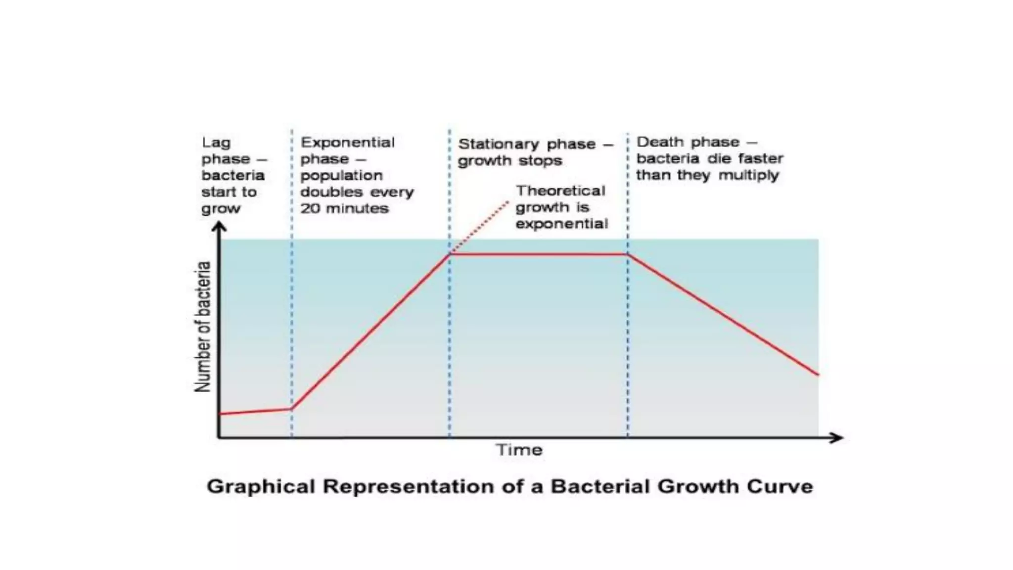 bacterial growth curve-converted.pdf