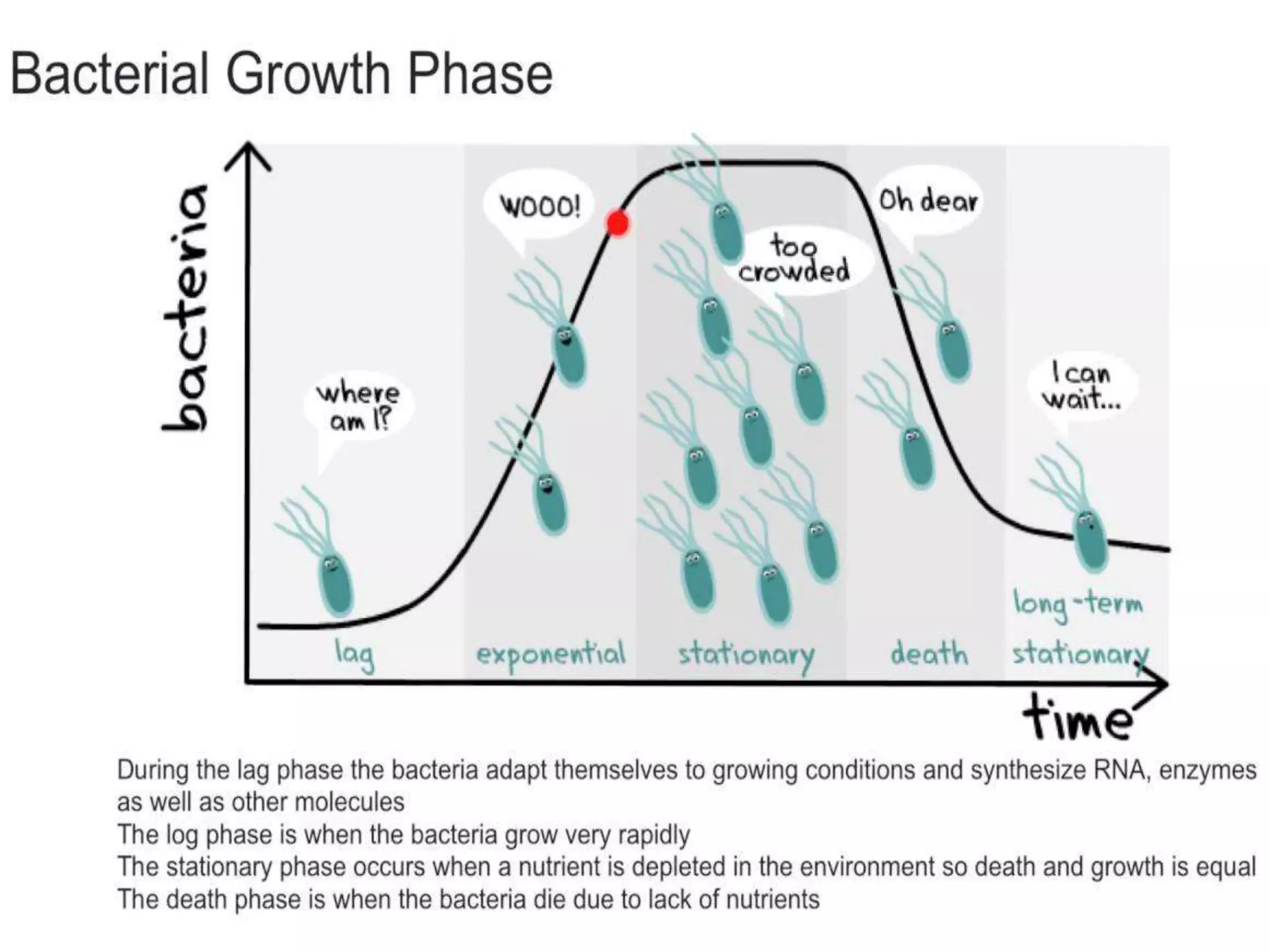 Bacterial growth measurement | PPTX