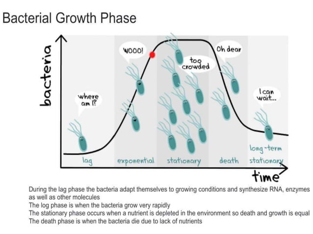 Bacterial growth measurement | PPTX | Infectious Diseases | Diseases ...