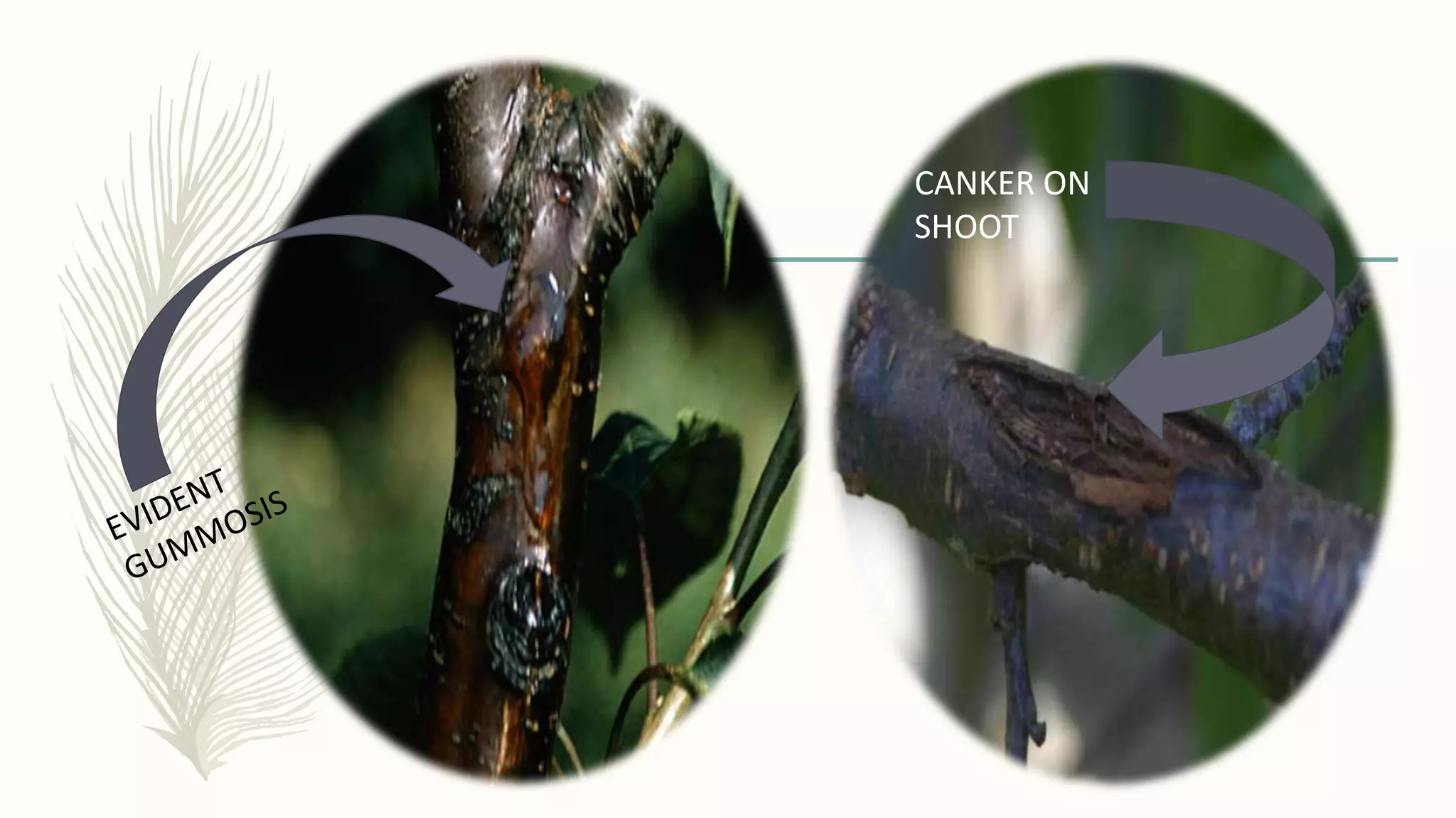 Bacterial gummosis | PPTX