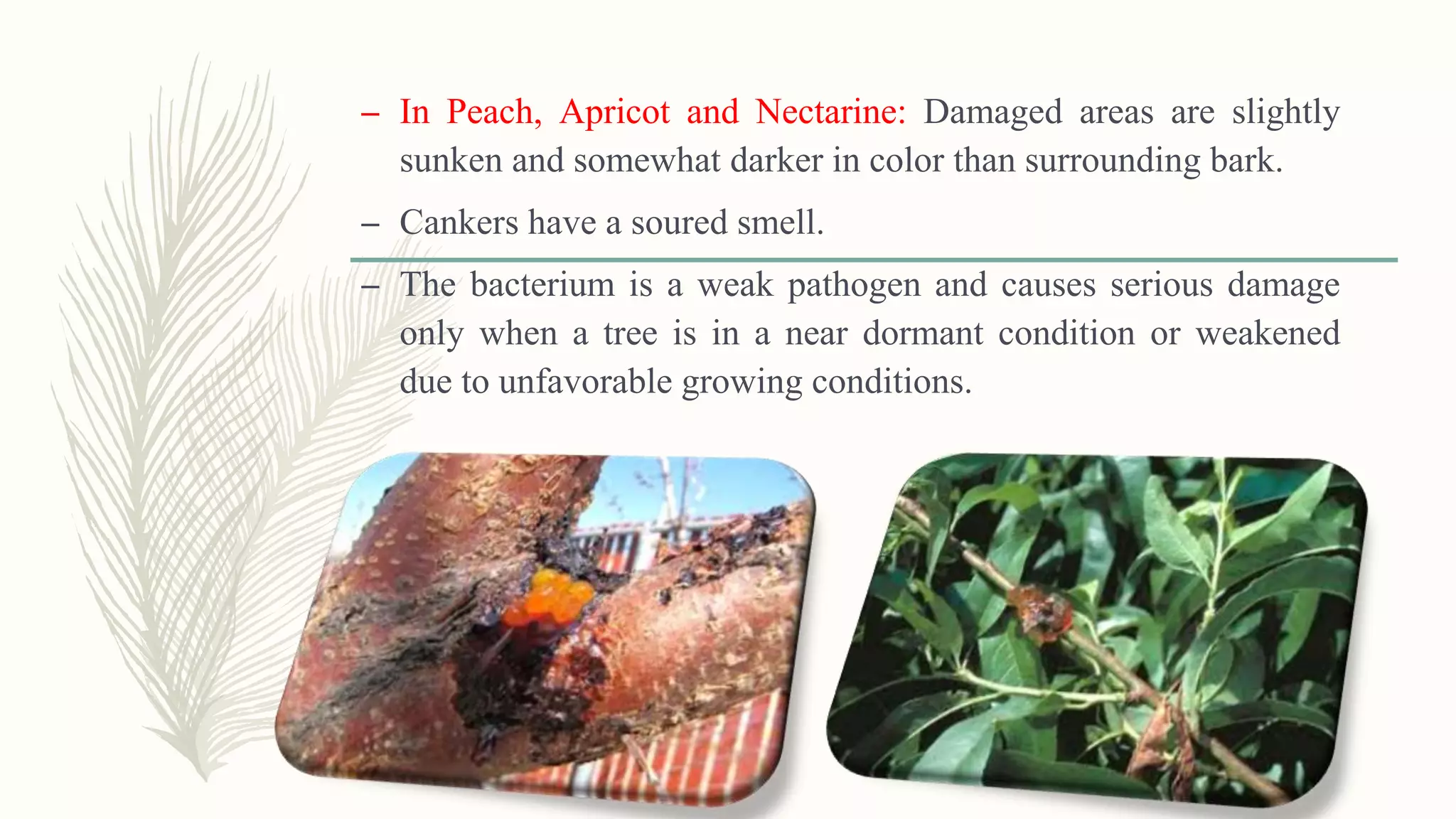 Bacterial gummosis | PPTX