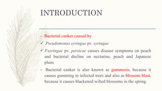 Bacterial gummosis | PPTX