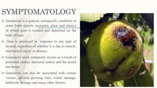 Bacterial gummosis | PPTX