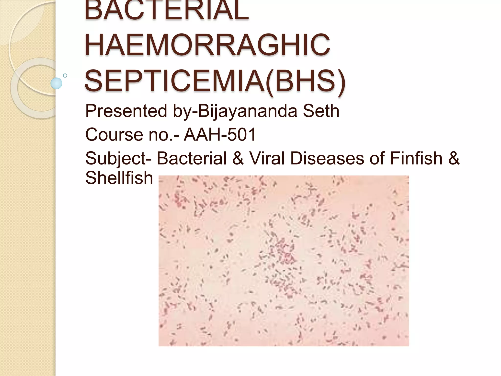 Bacterial haemorraghic septicemia | PPTX