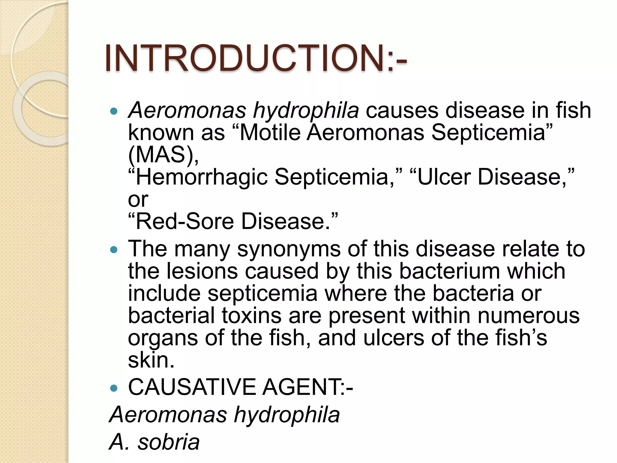 Bacterial haemorraghic septicemia | PPTX