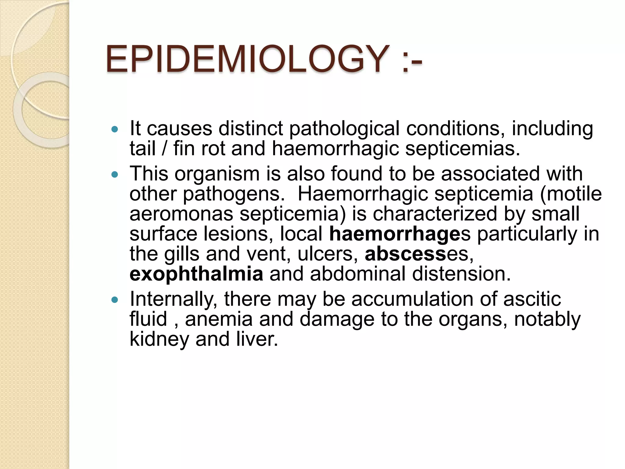 Bacterial haemorraghic septicemia | PPTX