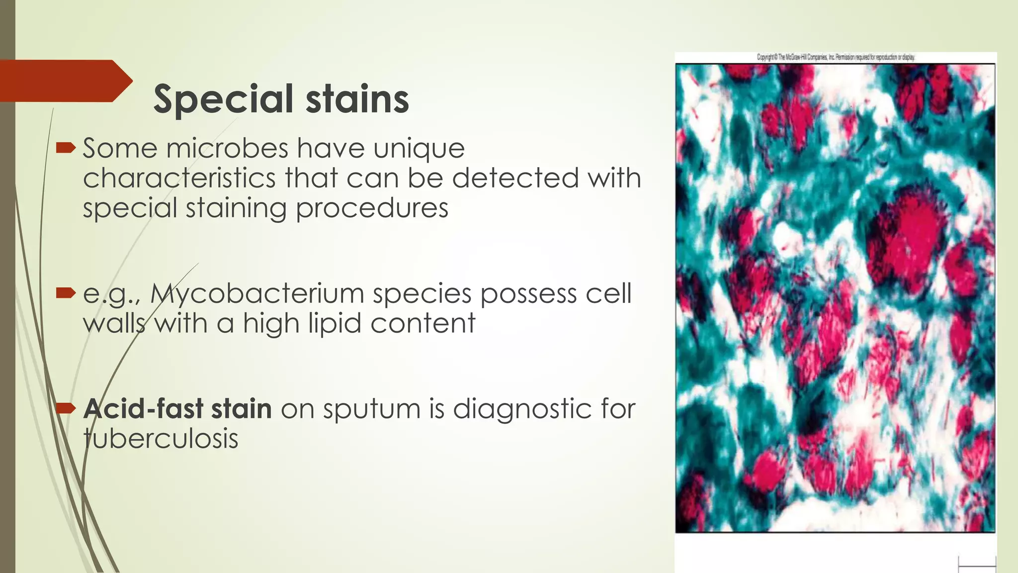 Bacterial identification | PPTX