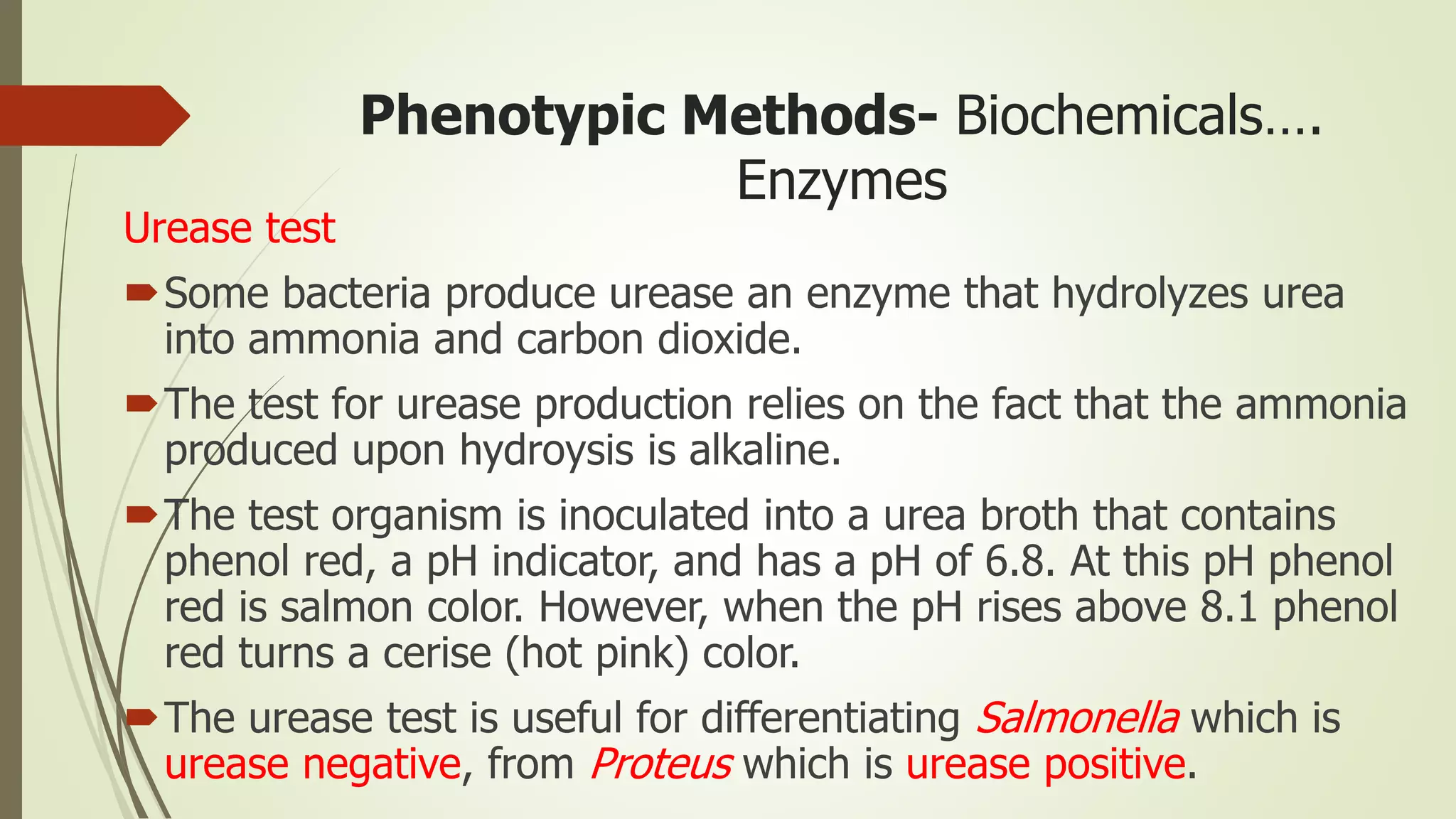 Bacterial identification | PPTX