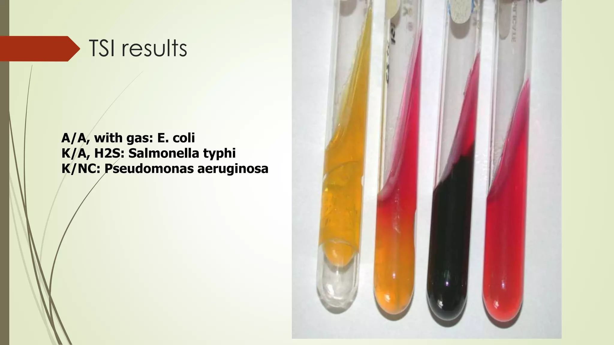 Bacterial identification | PPTX