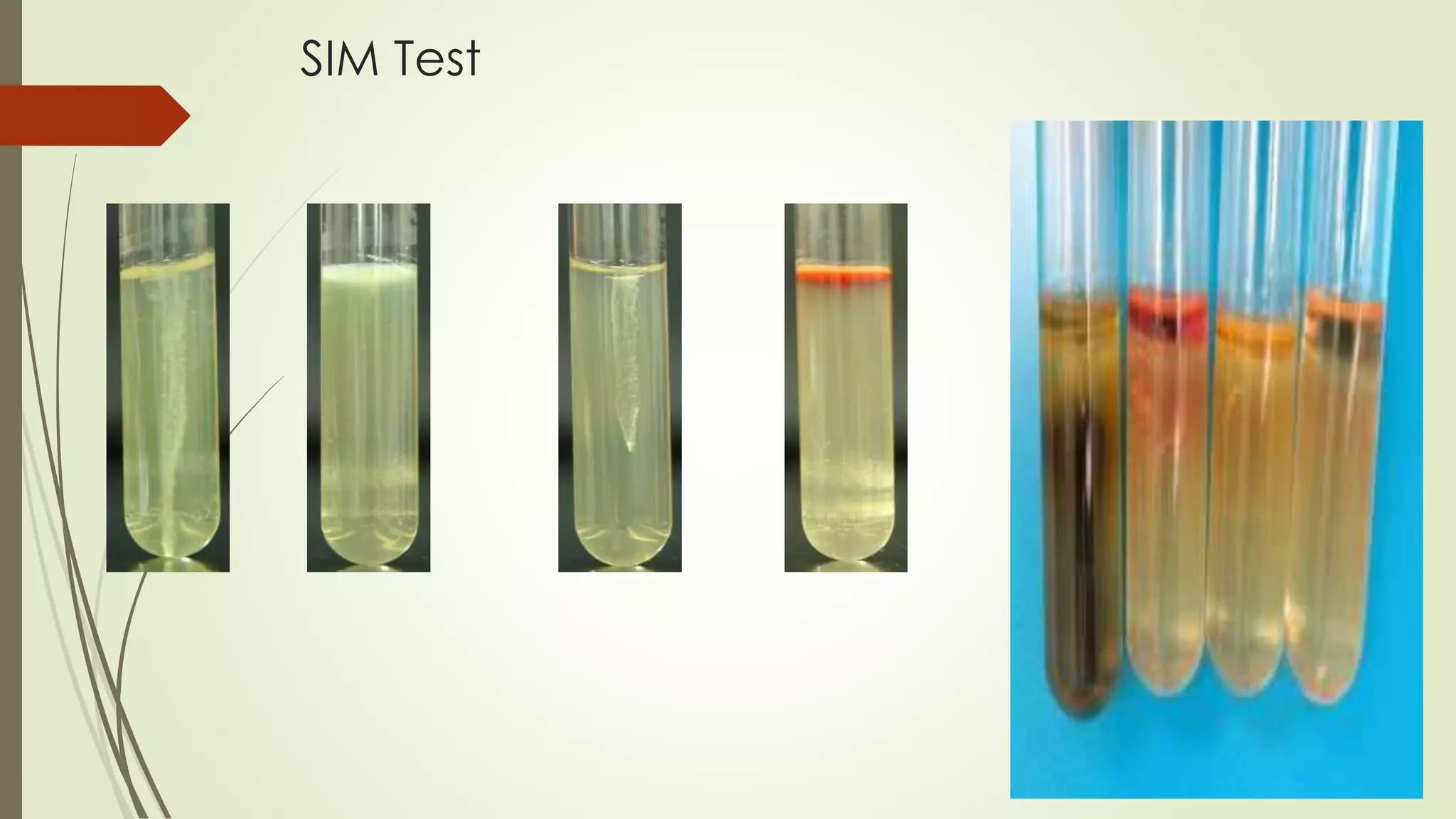 Bacterial identification | PPTX