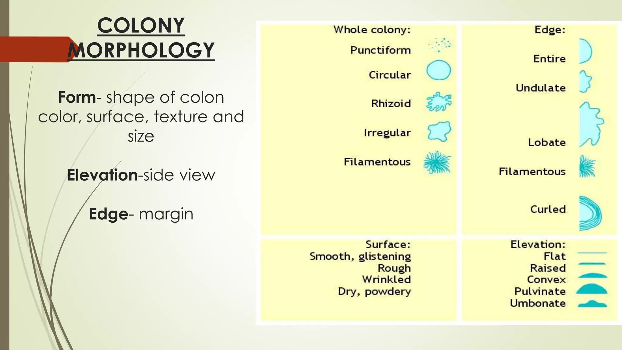 Bacterial identification | PPTX