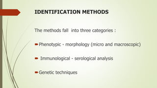Bacterial identification | PPTX