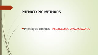 Bacterial identification | PPTX