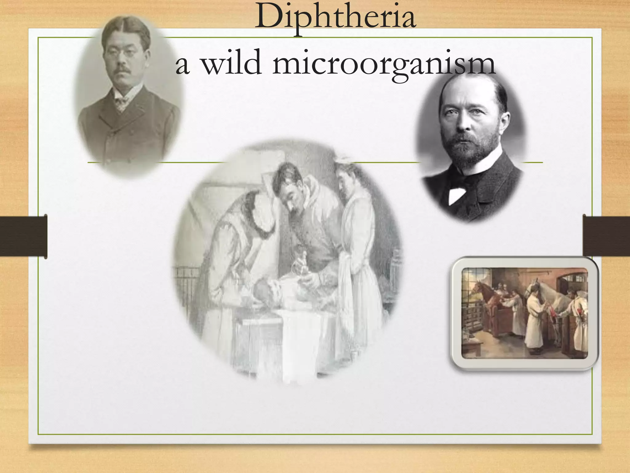 Bacterial Identification Pdf