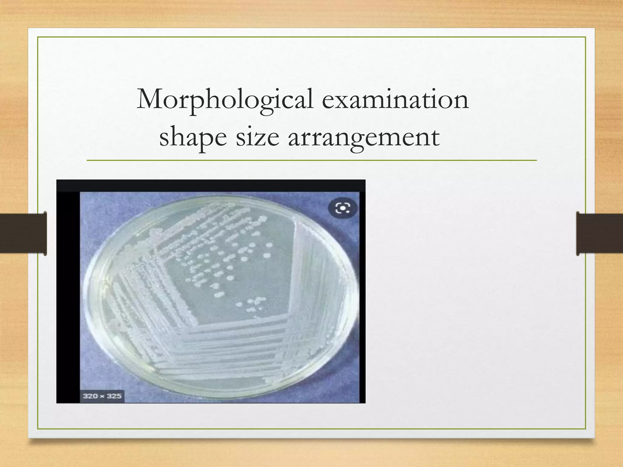 Bacterial identification | PPT