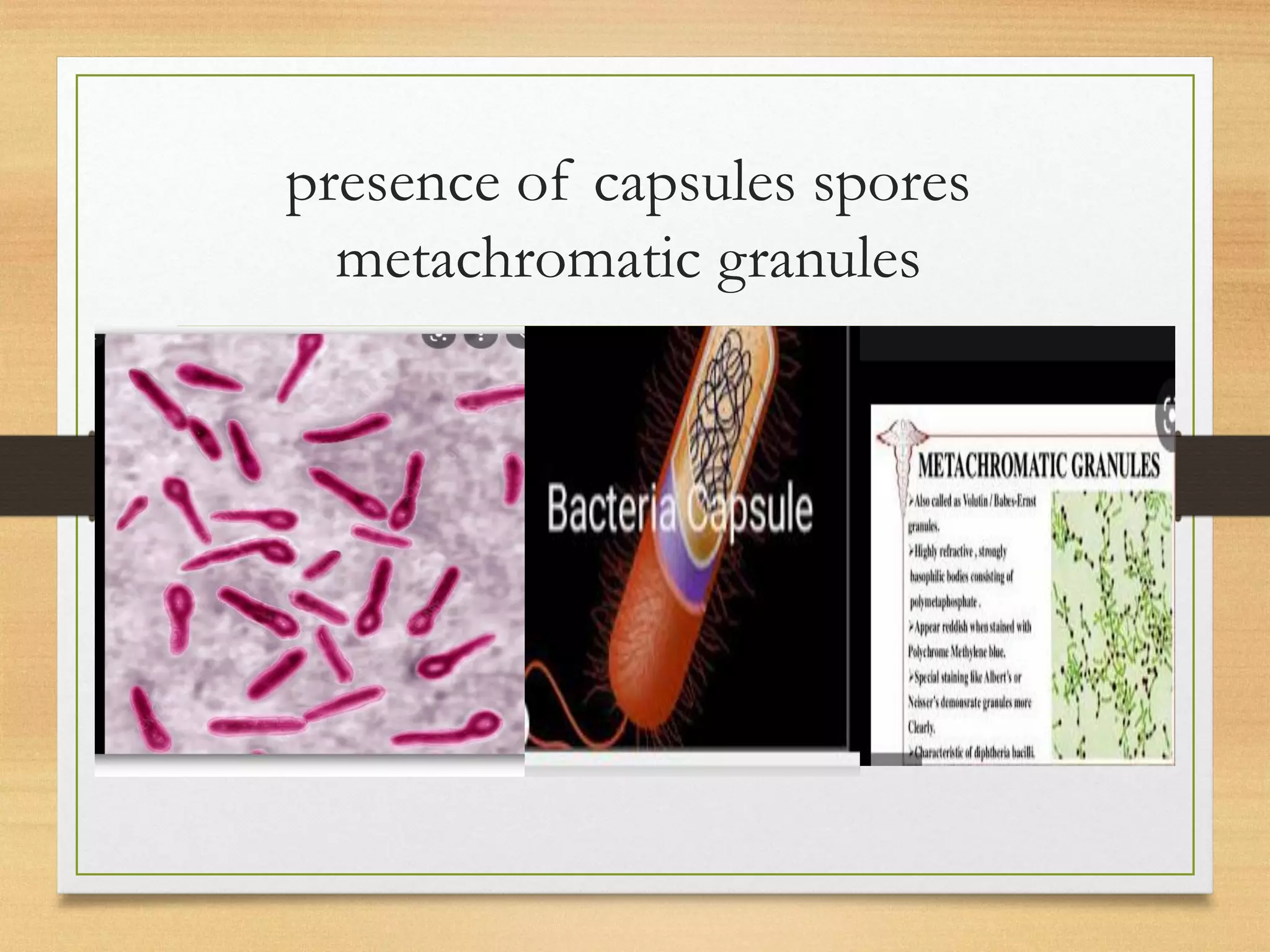 Bacterial identification | PPT