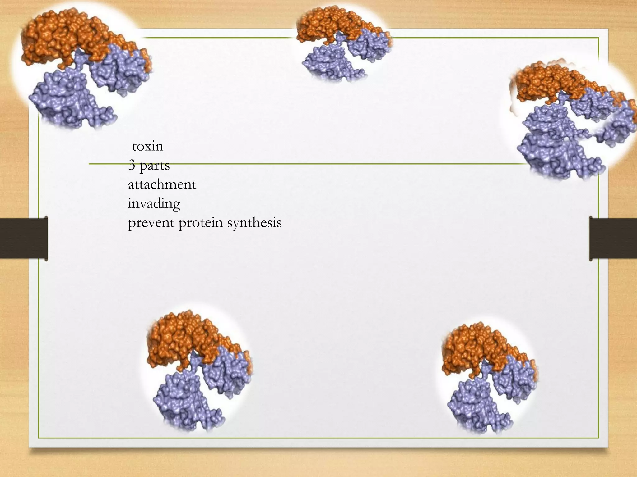 Bacterial identification | PPT