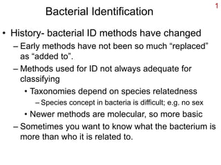 Bacterial Identification.ppt